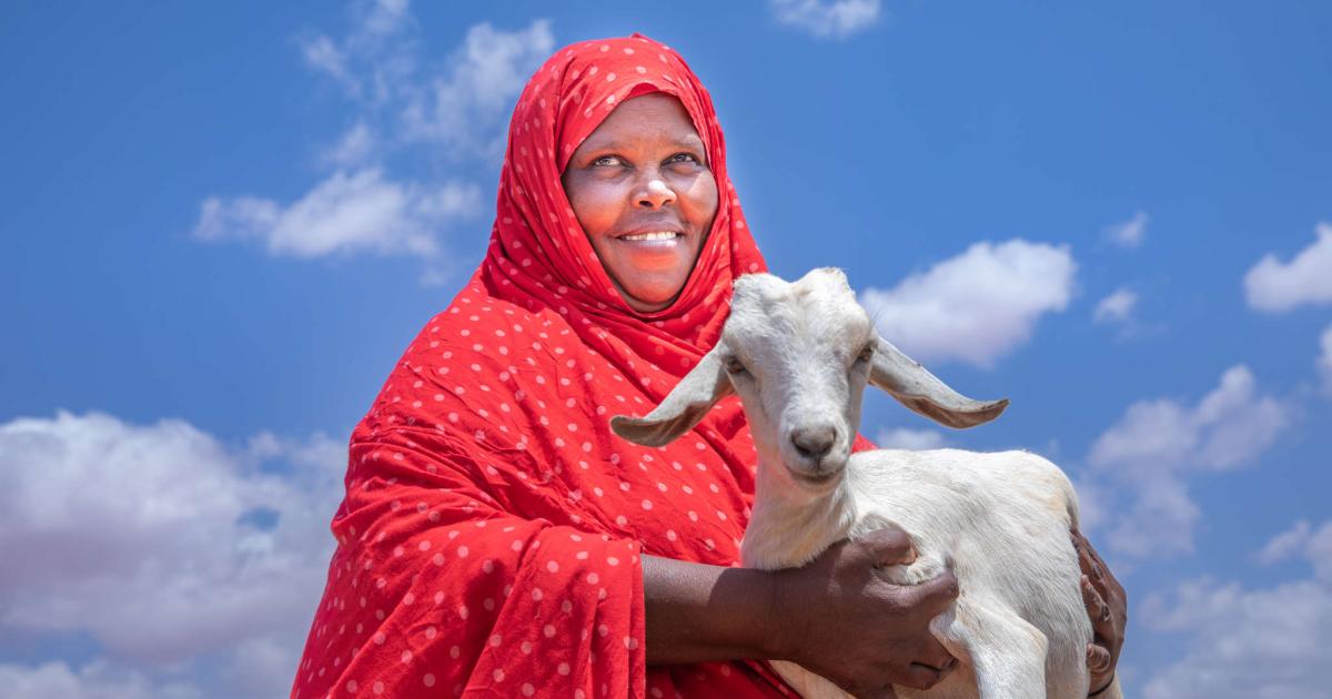 Vertically Integrated Livestock Chains Enhancing Resilience In Ethiopia