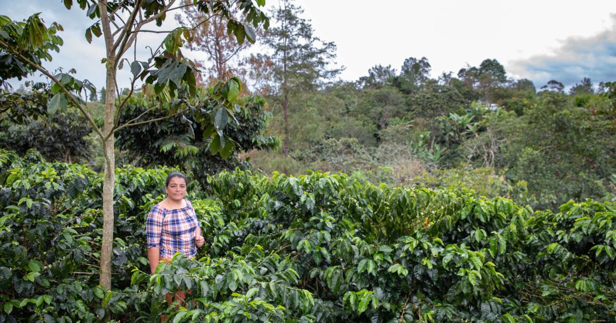 Growing peace, one coffee farm at a time | Mercy Corps