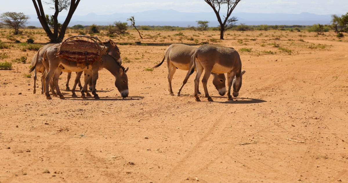 Resilient Approaches in Natural Rangelands Ecosystem (RANGE) Program